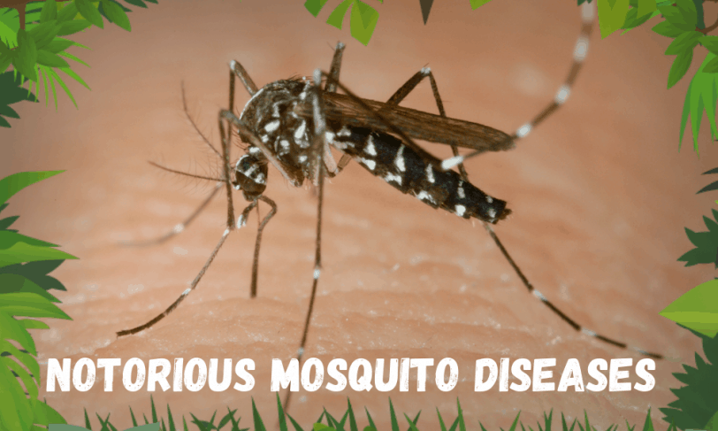Mosquito Diseases | List of 9 Notorious Mosquito Carried Diseases