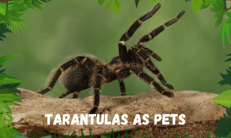 Tarantulas As Pets [2020] Everything You Need To Know