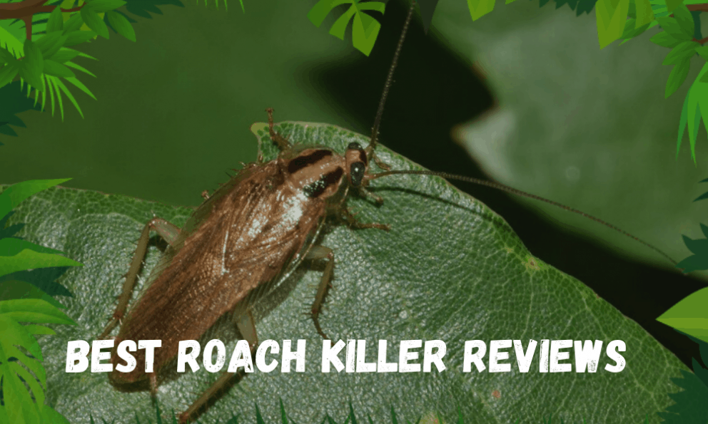 Best Roach Killer Reviews - Top 10 Products in 2020
