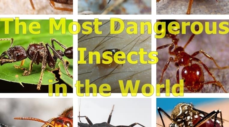The Most Dangerous Insects in the World | Insect Hobbyist
