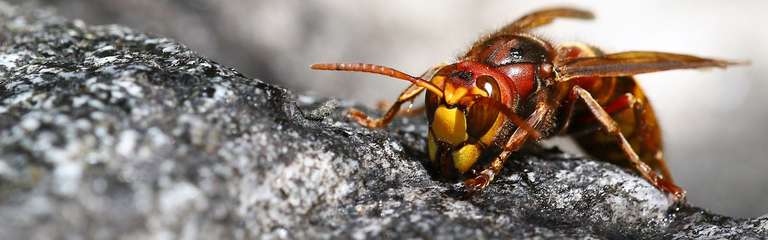 The 10 Most Dangerous Insects in the World to Look Out For