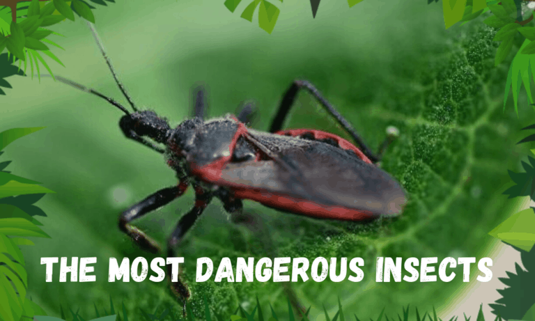 The 10 Most Dangerous Insects in the World to Look Out For