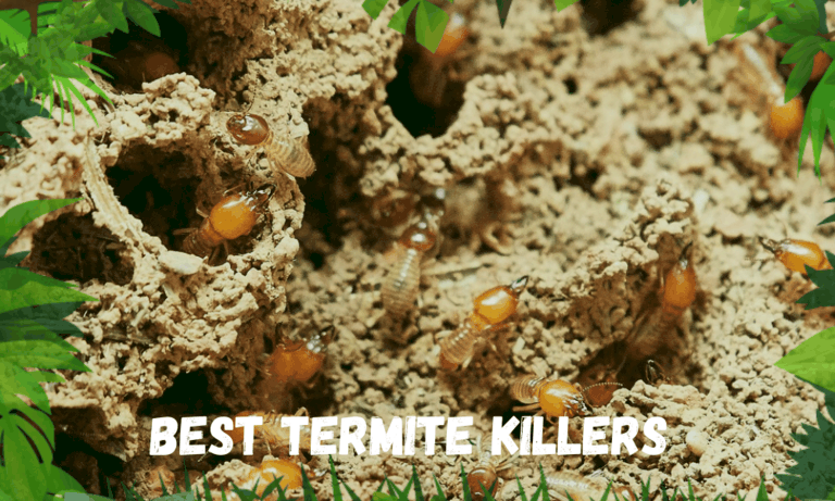 The Best Termite Killers – Our 5 Best Choices and Reviews | Insect Hobbyist