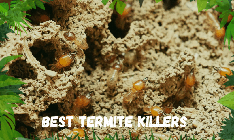 The Best Termite Killers – Our 5 Best Choices and Reviews | Insect Hobbyist