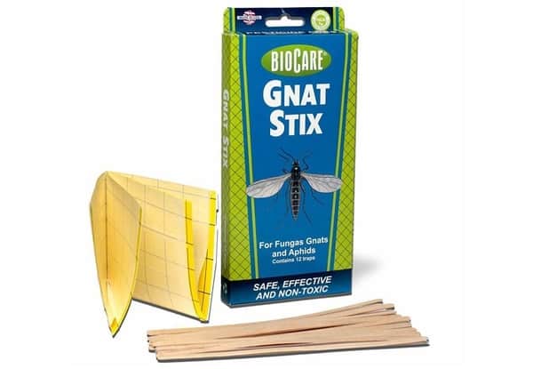 The Best Gnat Traps for 2020 - Top 5 Options To Choose From