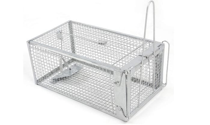 The Best Mole Traps To Consider in 2020 - 7 Top Picks