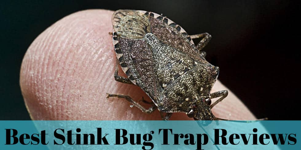 Best Stink Bug Trap Reviews 2020 | Insect Hobbyist