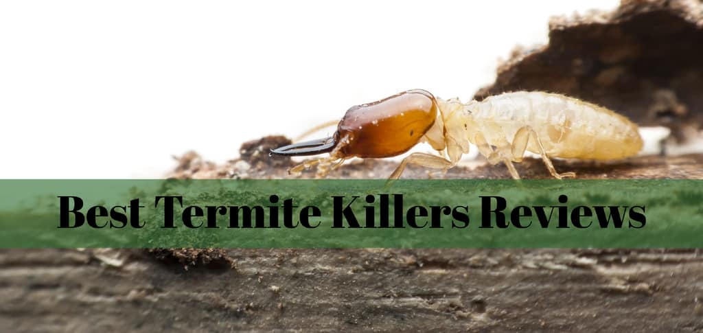 5 Best Termite Killers 2019 Reviews | Insect Hobbyist