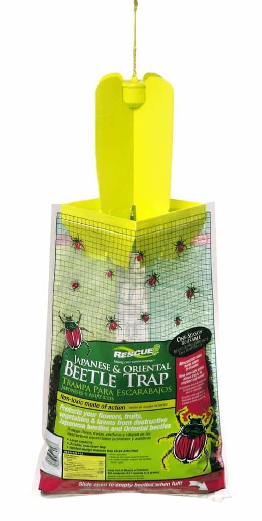 The Best Japanese Beetle Traps in 2020 - Which To Choose?