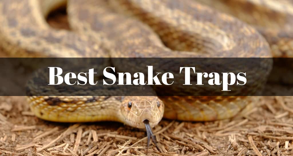 10 Best Snake Traps 2020 | Insect Hobbyist
