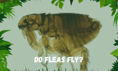 Do Fleas Fly? And How To Get Rid Of Them [2020]