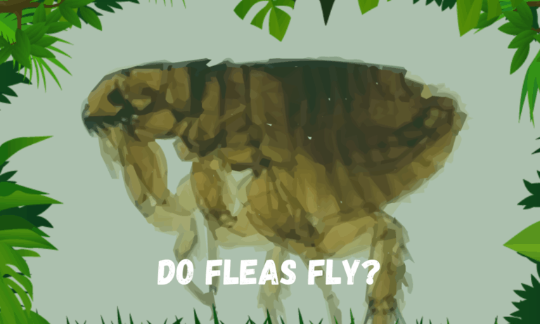 Do Fleas Fly? And How To Get Rid Of Them [2020]