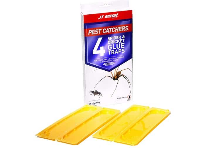 10 Best Silverfish Traps in 2020 You Should Know Of | Insect Hobbyist