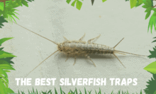 10 Best Silverfish Traps in 2022 You Should Know Of | Insect Hobbyist