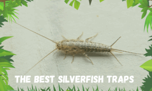 10 Best Silverfish Traps in 2022 You Should Know Of | Insect Hobbyist