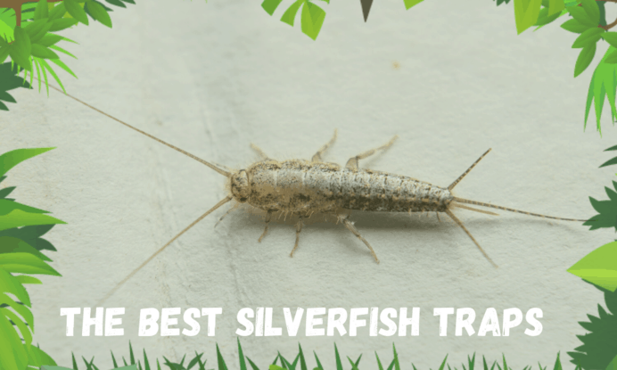 10 Best Silverfish Traps in 2022 You Should Know Of | Insect Hobbyist