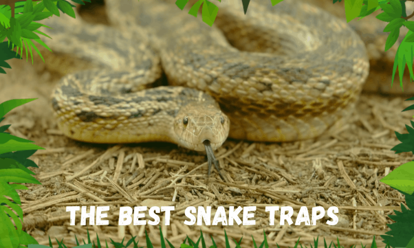 The Best Snake Traps - 10 Top Choices in 2022 | Insect Hobbyist