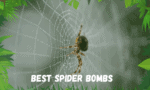 5 Best Spider Bombs Review: Which To Choose? | Insect Hobbyist