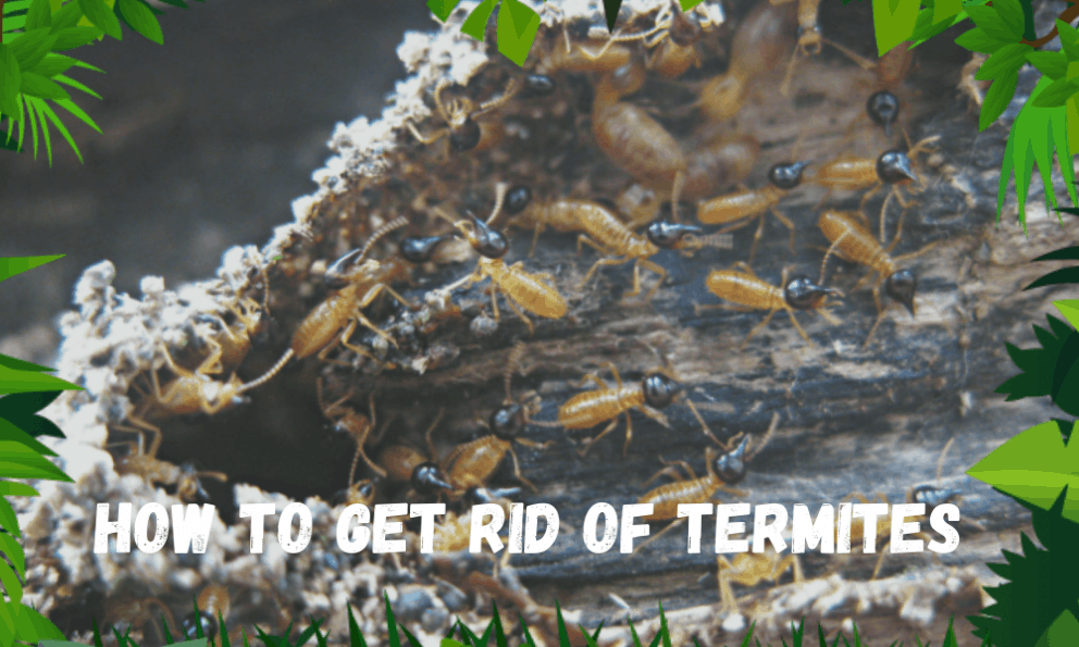 How to Get Rid of Termites: Everything You Need to Know | Insect Hobbyist